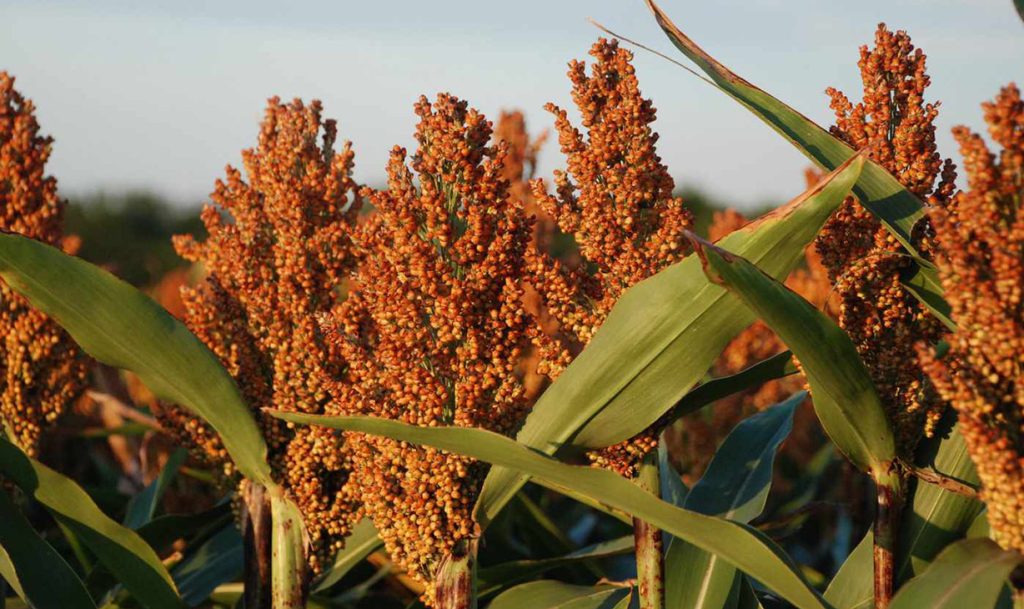 Sorghum - Kagezi Seeds