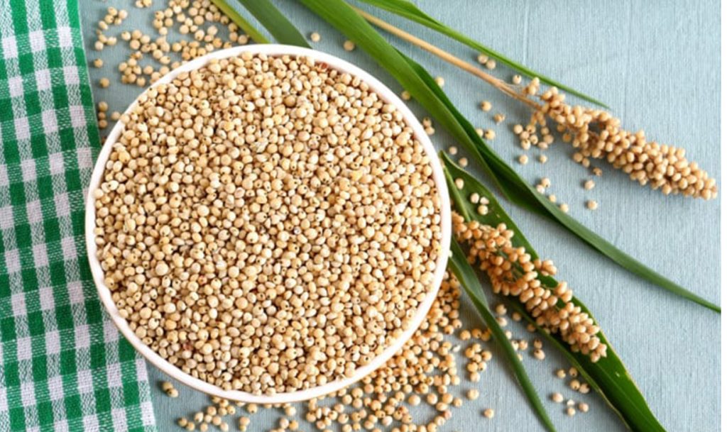 Sorghum - Kagezi Seeds