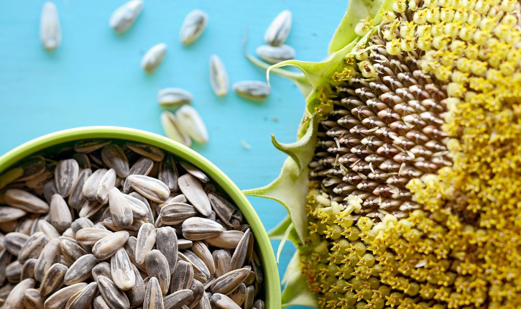 Sunflower - Kagezi Seeds